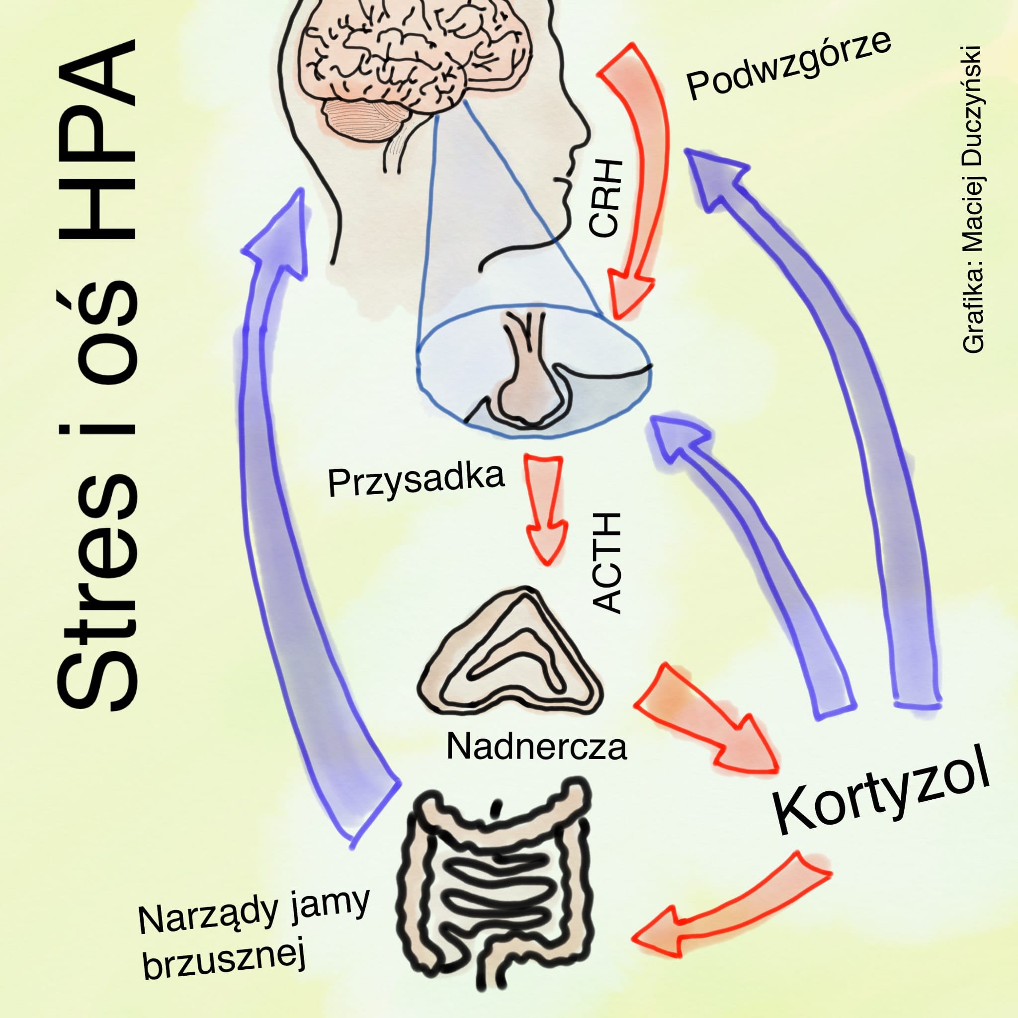 BIOLOGIA STRESU – CZEMU BOLĄ CIĘ PLECY LUB KARK? – Centrum Szkoleniowe ...